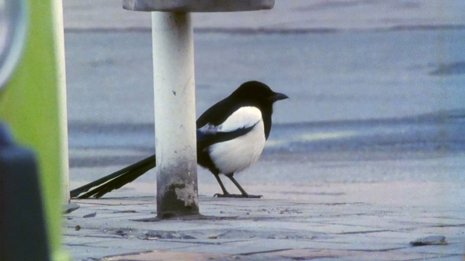 Pica Pica (1987) | ČSFD.cz