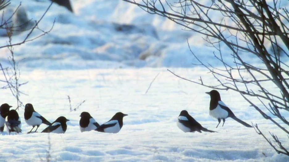 Pica Pica (1987) | ČSFD.cz