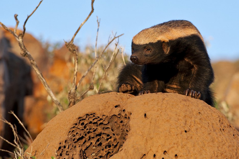 Jedinečný medojed (2014) | ČSFD.cz