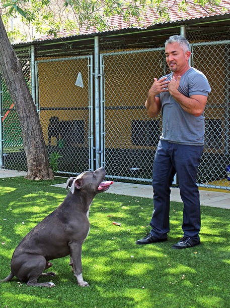 Cesar Millan: láska k pitbulovi (2014) | ČSFD.cz