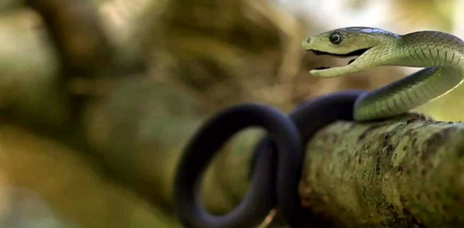 Mamba černá: Polibek smrti (2014) | ČSFD.cz