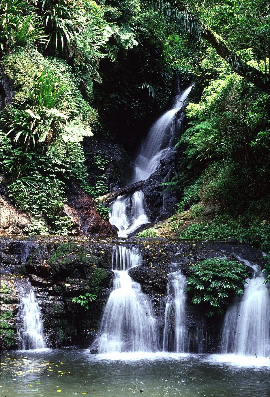 Deštné pralesy - tajemství života (2008) | ČSFD.sk