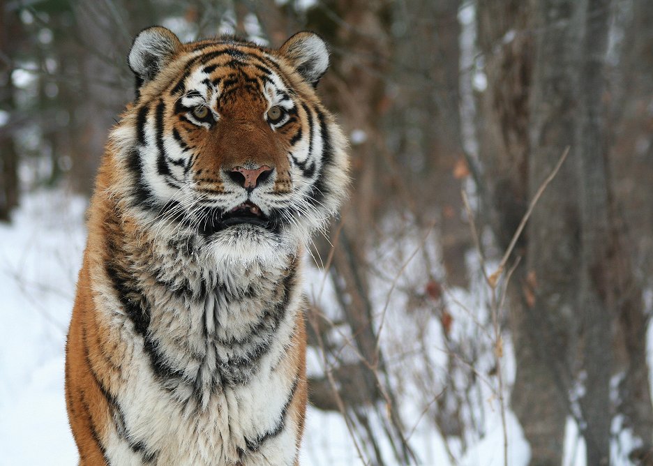 Operace Sněžný tygr (2013) | ČSFD.cz