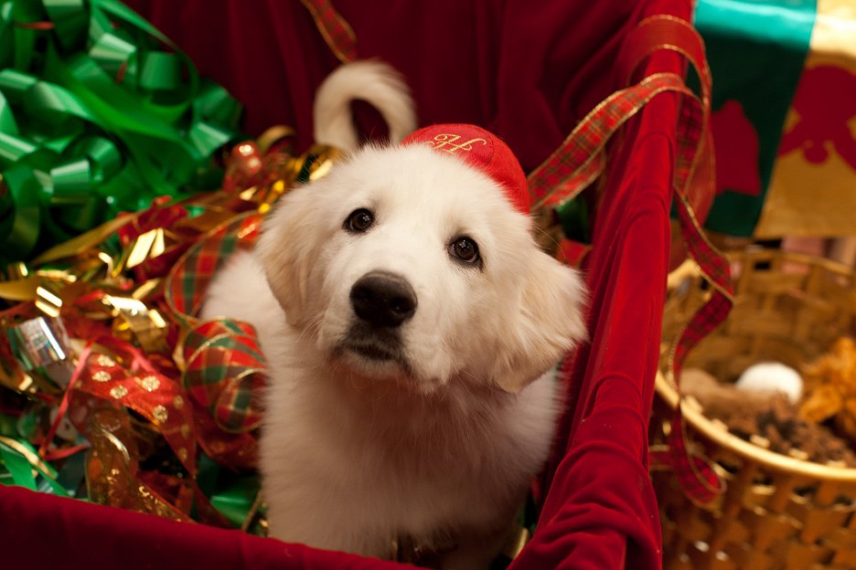 Santa Paws 2: The Santa Pups (2012) | Galerie - Z filmu | ČSFD.cz