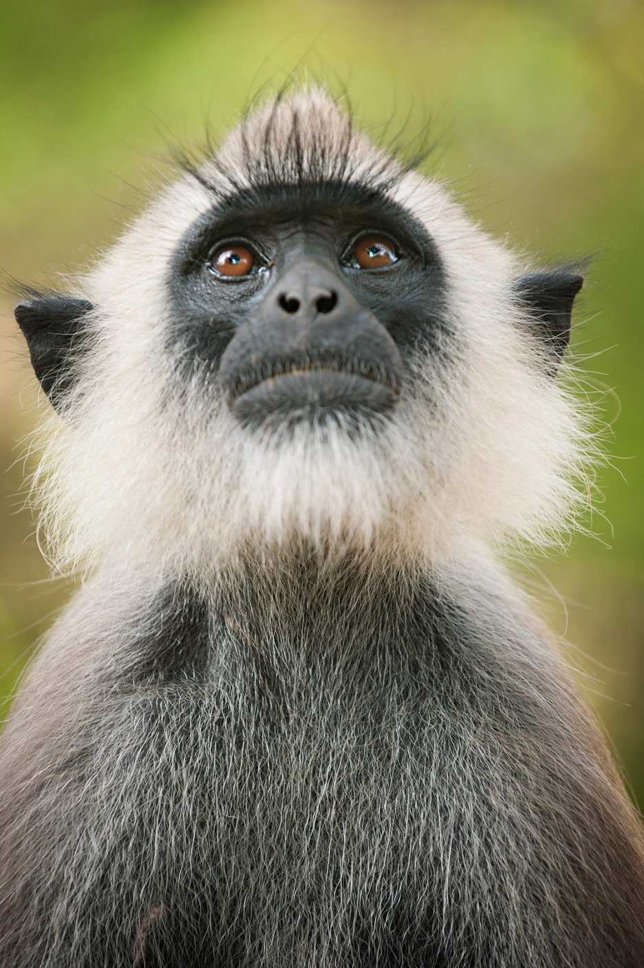 Království opic (2015) | ČSFD.cz