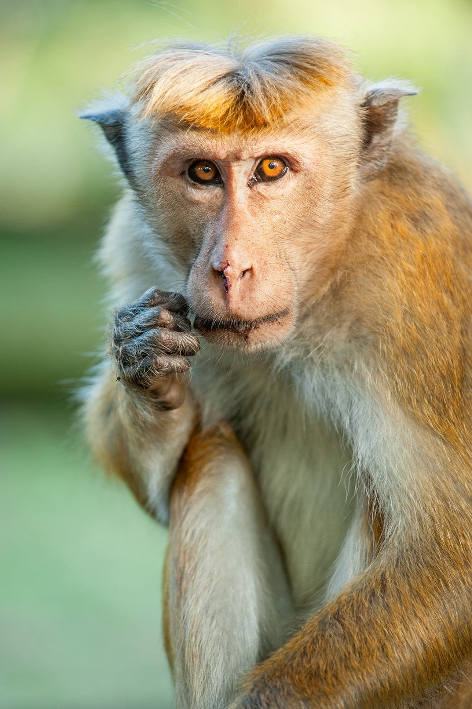 Království opic (2015) | Galerie - Z filmu | ČSFD.cz