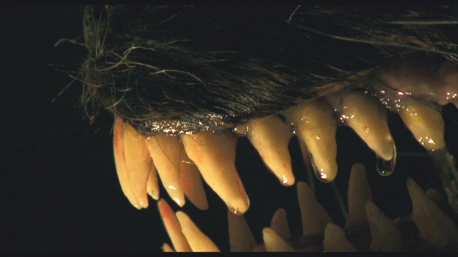 Blood Redd (2015) | ČSFD.cz