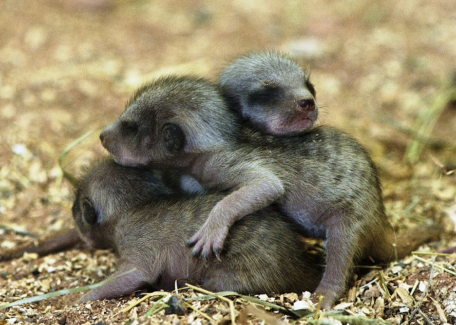 Co se děje v ZOO (2000) | ČSFD.cz