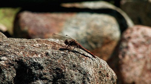 Jermu (2012) | ČSFD.cz