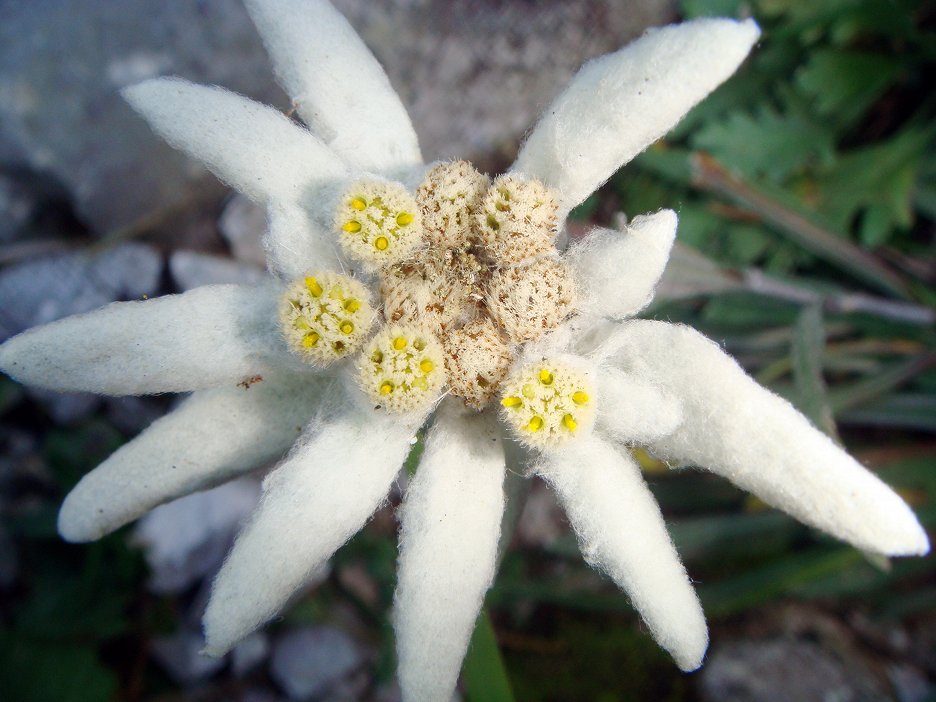 Edelweiss (2009) | ČSFD.cz