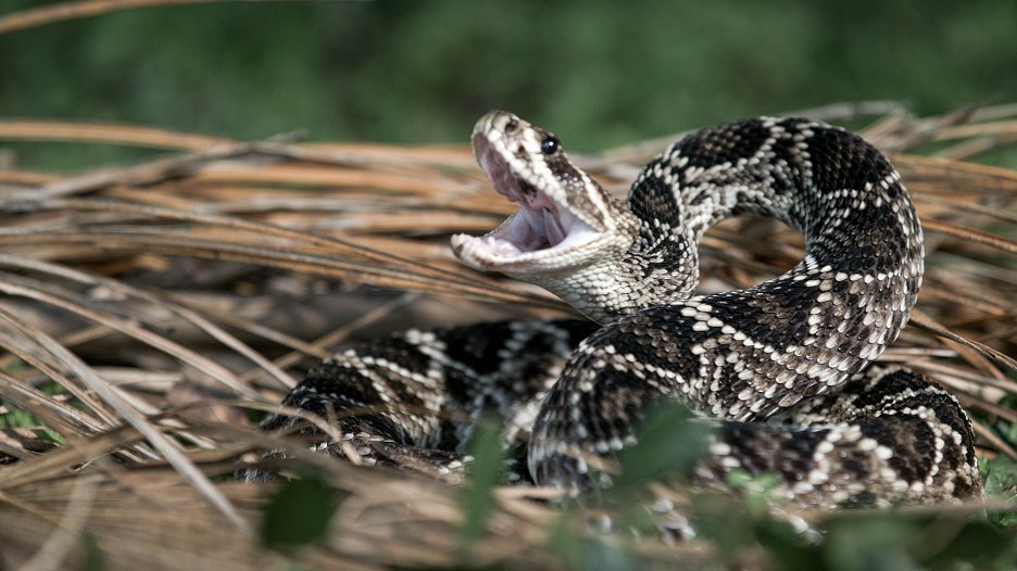 Venom Hunters (2016) | ČSFD.cz