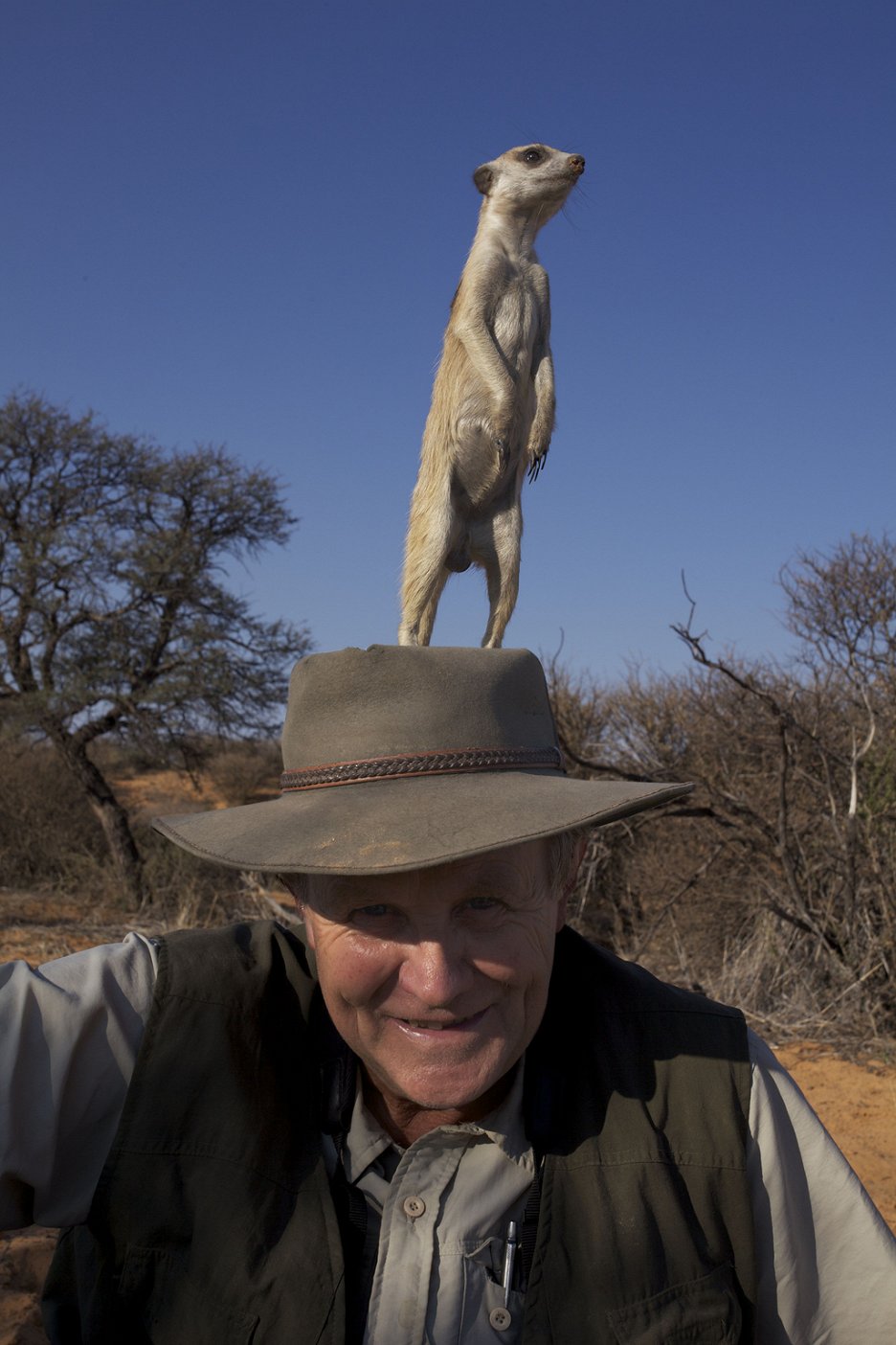 Svět přírody - Meerkats: Secrets of an Animal Superstar (S32E07) (2013 ...