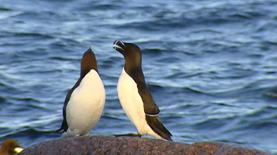 Ruokki - lentävä pingviini (2003) | ČSFD.cz