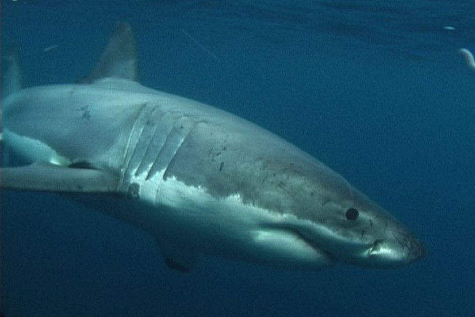 The Search for the Ocean's Super Predator (2013) | ČSFD.cz
