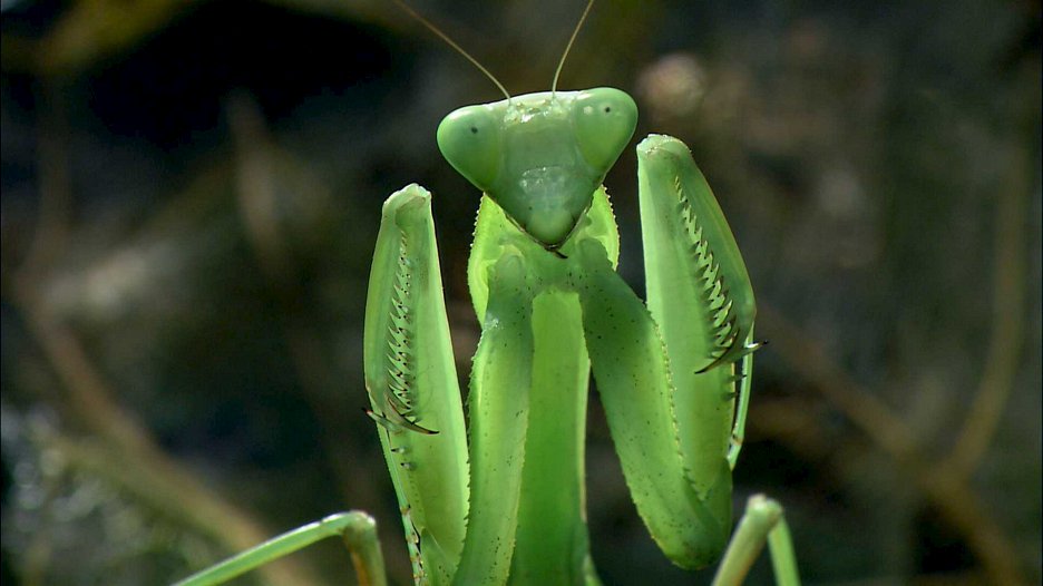 Universum: Das Alien-Insekt - Die Gottesanbeterin (2001) | ČSFD.cz