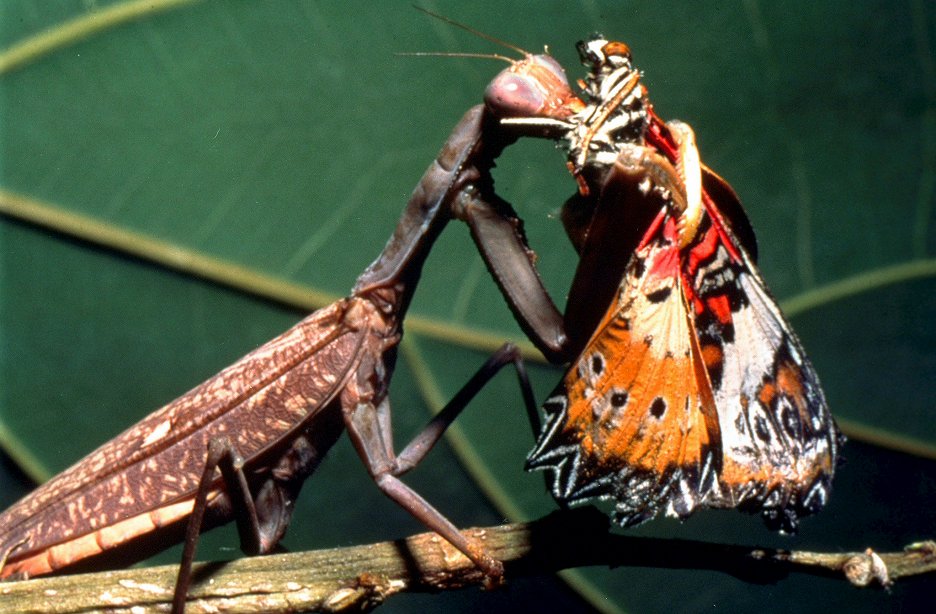 Universum: Das Alien-Insekt - Die Gottesanbeterin (2001) | ČSFD.cz