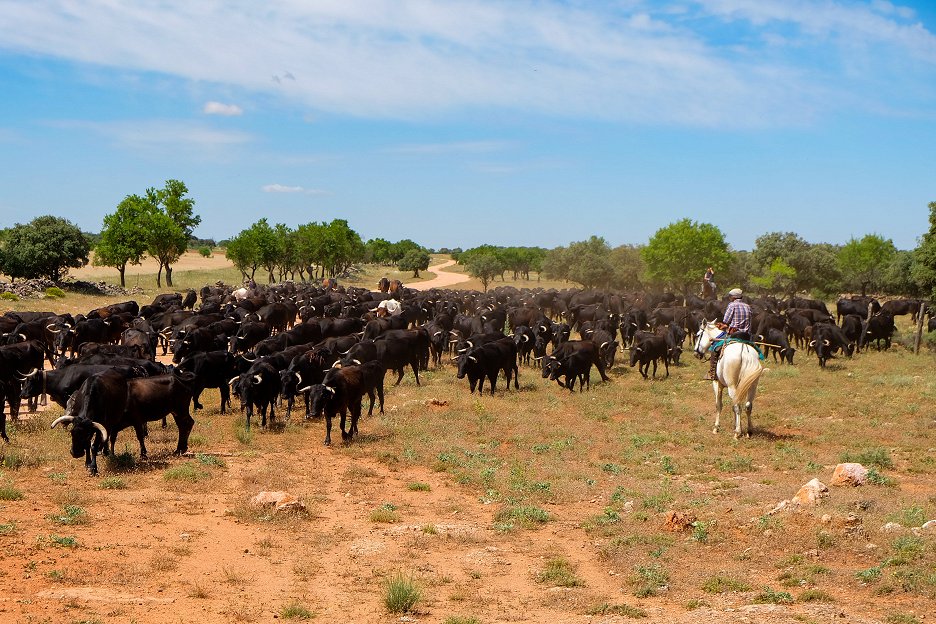 Europe's Last Nomads (2016) | ČSFD.cz