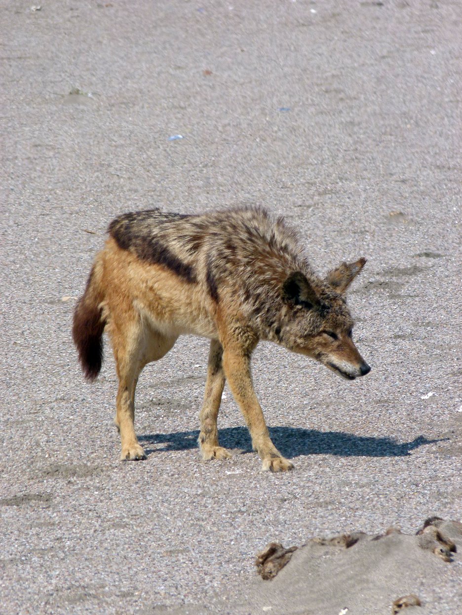 Terra Mater: Der Strandwolf (2012) | ČSFD.cz