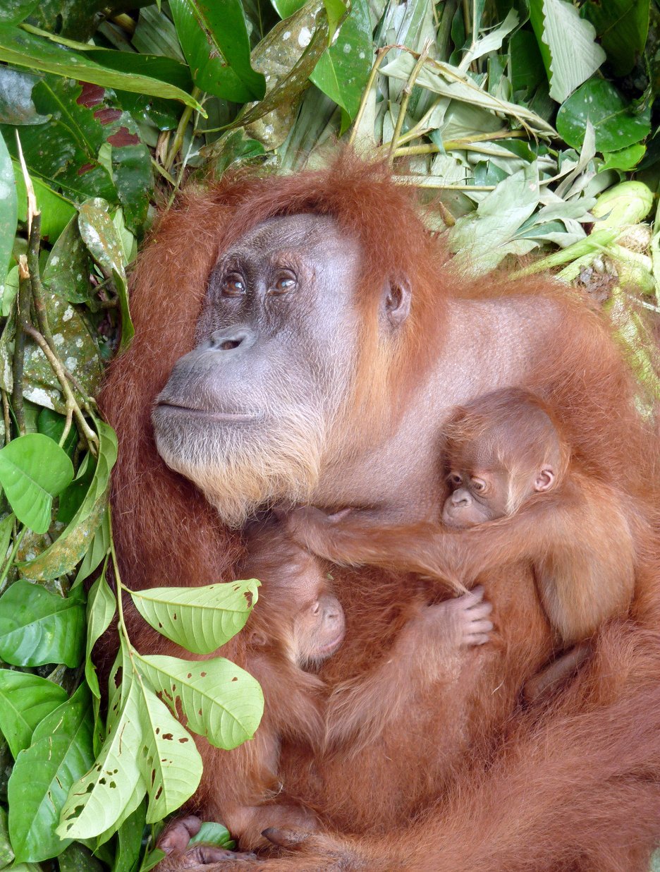 Gober - Vom Schicksal einer Orang-Utan Mutter (2016) | ČSFD.cz