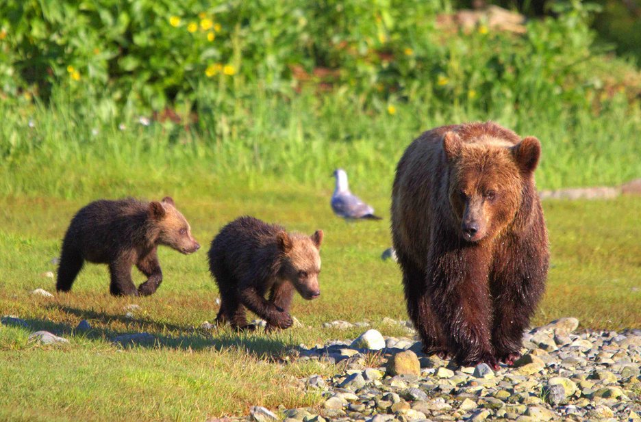 Amur: Asijská Amazonka (2015) | ČSFD.cz
