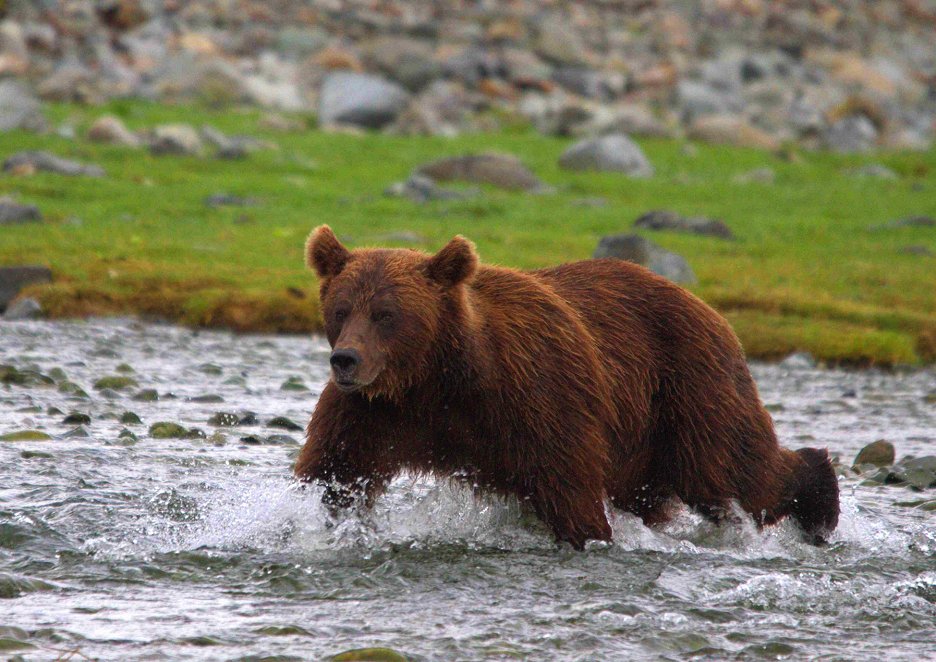 Amur: Asijská Amazonka (2015) | ČSFD.cz