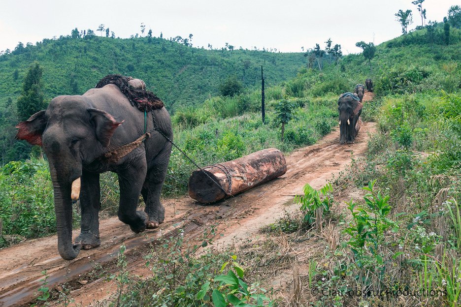 Au pays du million d'éléphants (2016) | ČSFD.cz
