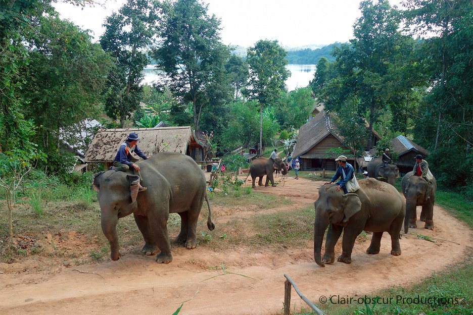 Au pays du million d'éléphants (2016) | ČSFD.cz
