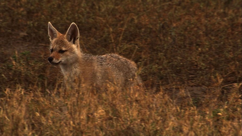 Meet the Jackals (2008) | ČSFD.cz