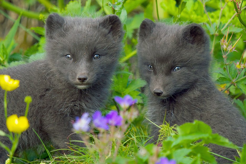 Island: Sommer der Polarfüchse (2017) | ČSFD.cz