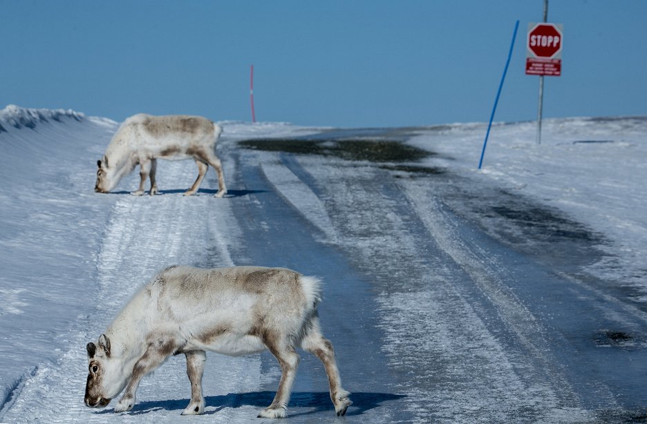 Green Seven Report: Save the Ice - der Kampf ums ewige Eis (2017) | ČSFD.cz
