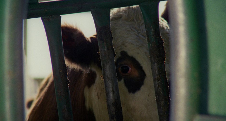 Zapadákov (1973) | Videá - Trailer | ČSFD.sk