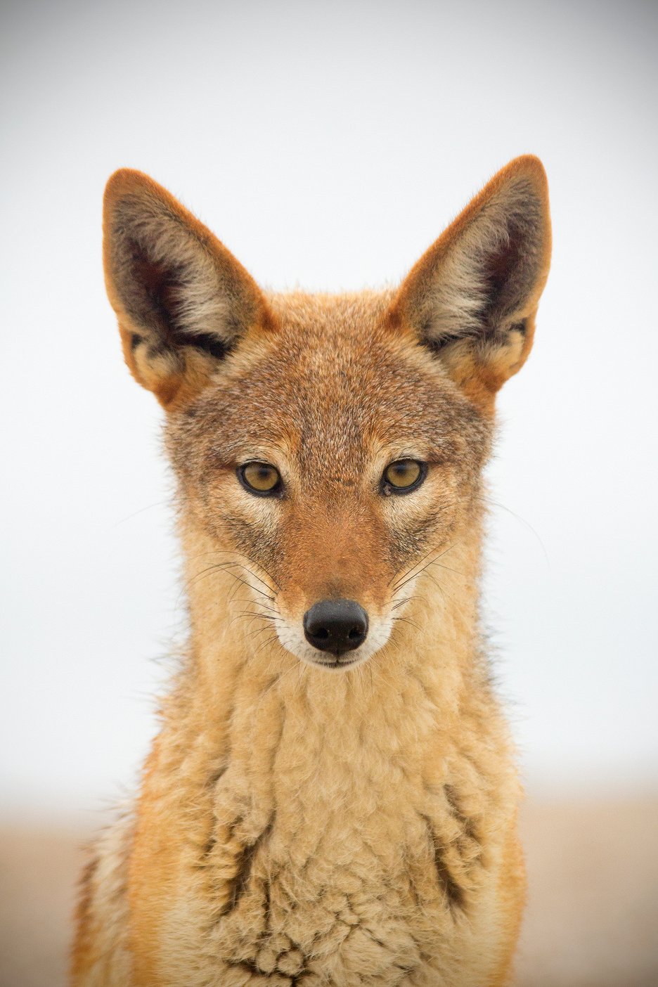 Dogs: An Amazing Animal Family (2017) | Creators | ČSFD.cz