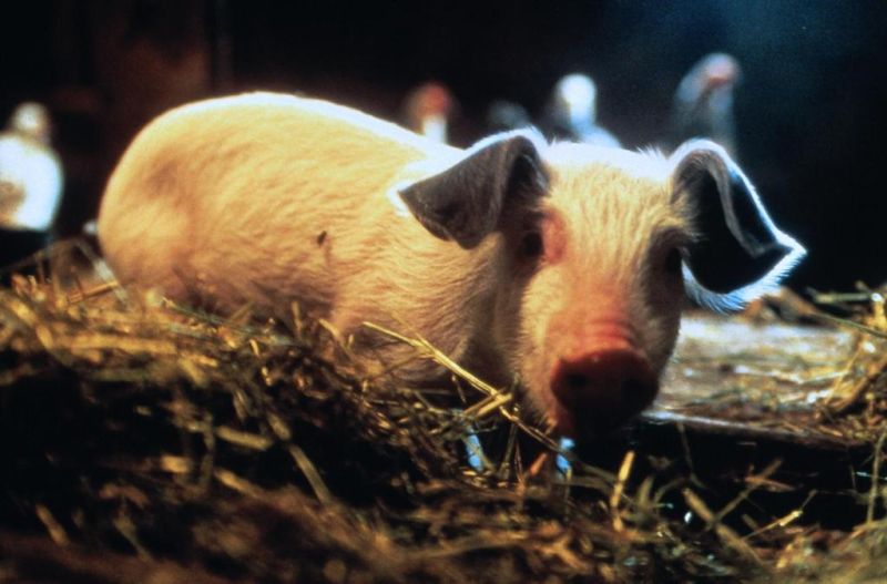 Ferkel Fritz (1998) | ČSFD.cz