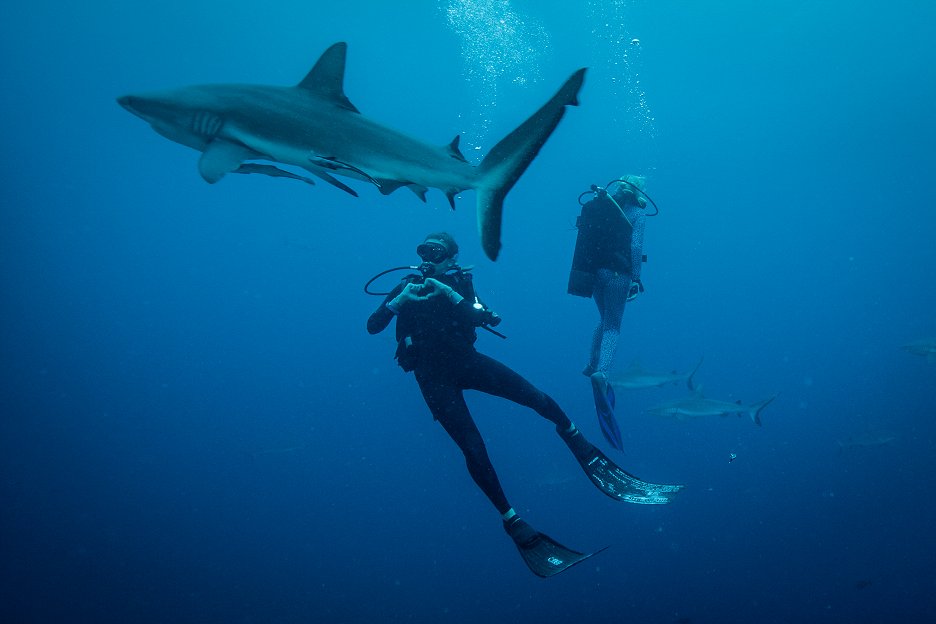 Azurová (2017) | ČSFD.cz