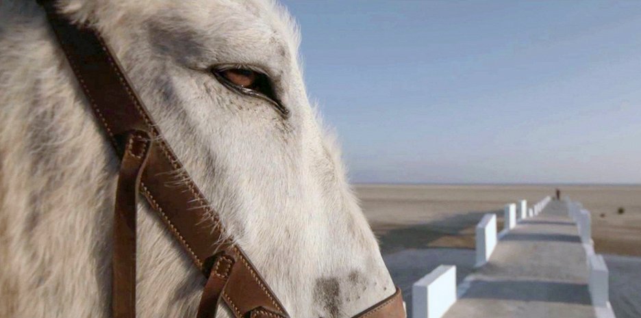 Donkeyote (2017) | ČSFD.cz