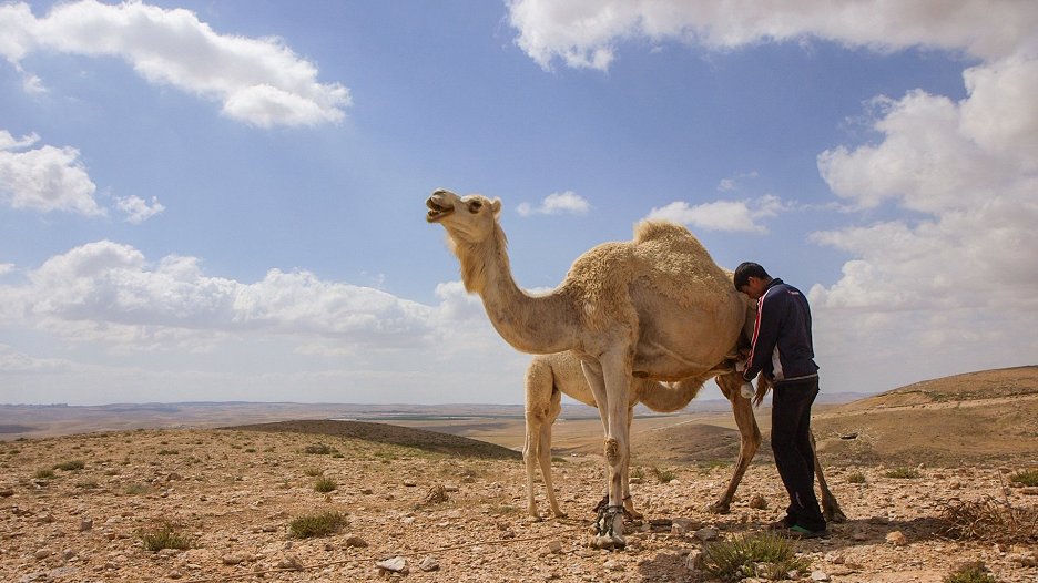 Desert Kids (2016) | ČSFD.cz