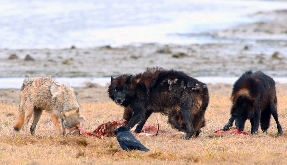 The Return of the Wolves - How They Changed Yellowstone National Park ...