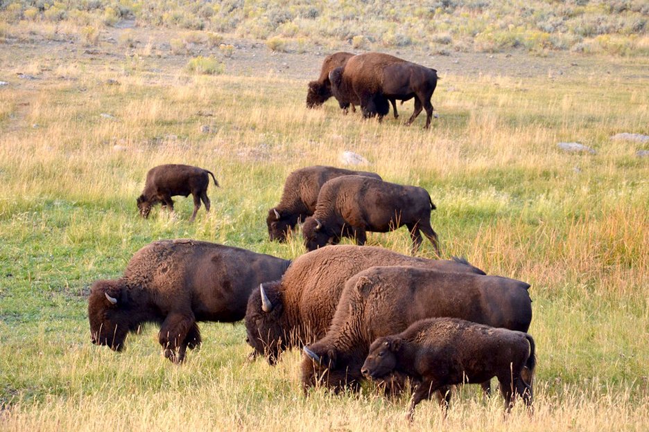 The Return of the Wolves - How They Changed Yellowstone National Park ...