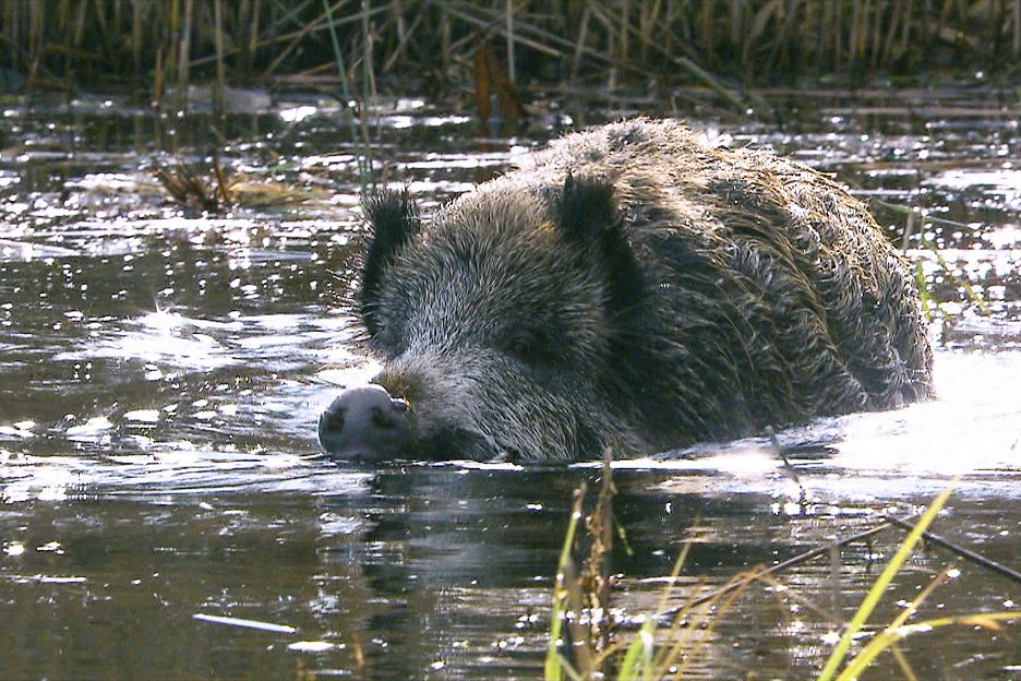 Divoké prase - Návrat (2017) | ČSFD.cz