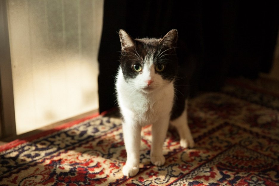 Neko bun no 4 (2015) | ČSFD.cz