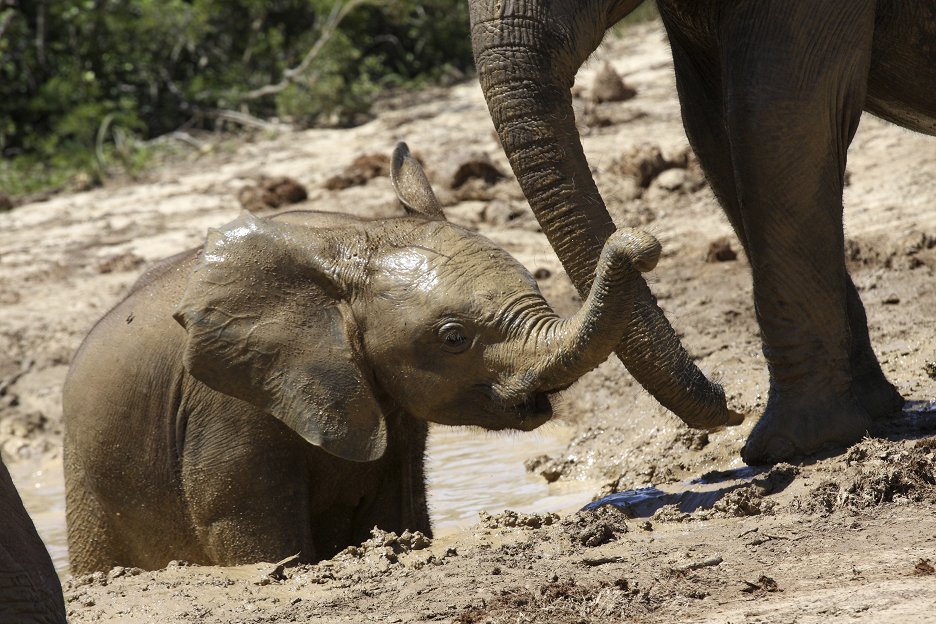 Operace slon (2018) | ČSFD.cz