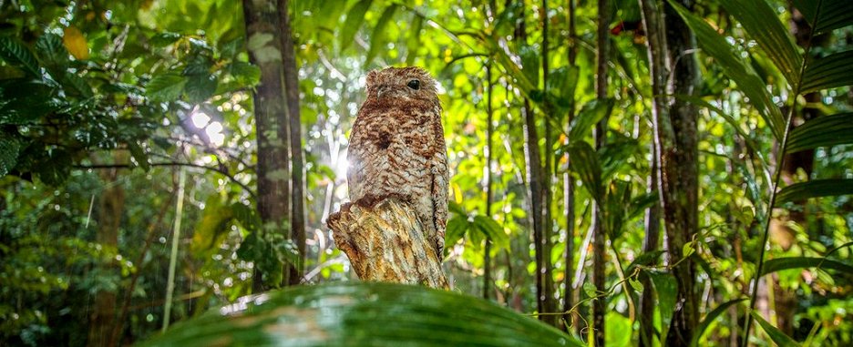 Amazon Adventure (2017) | ČSFD.cz