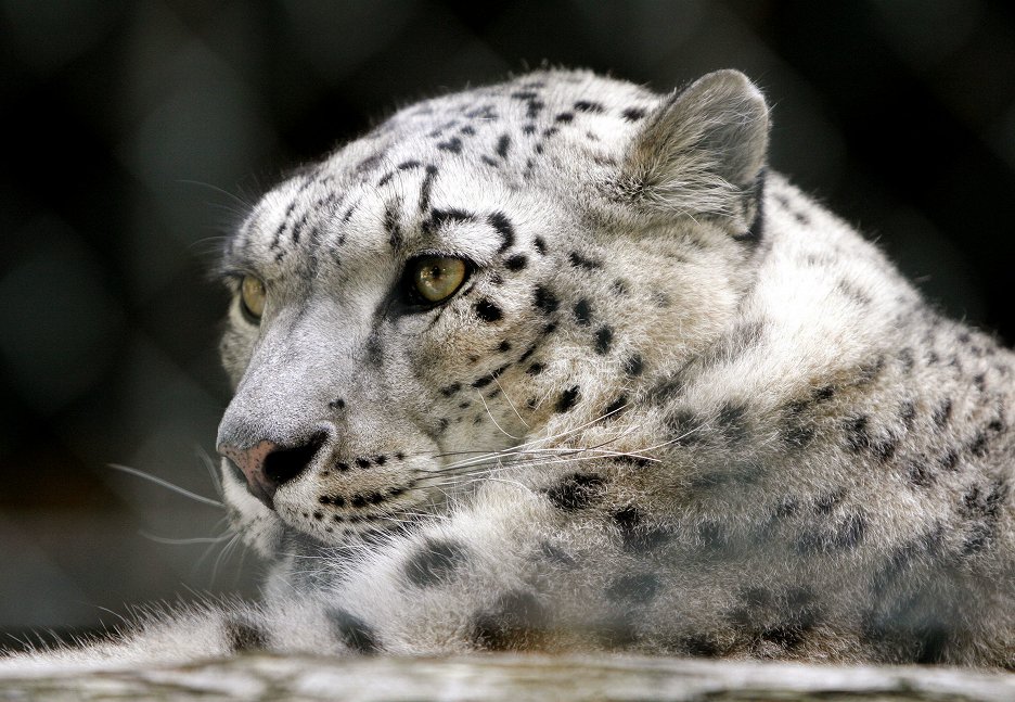 Elefant, Tiger & Co. (2002) | ČSFD.cz