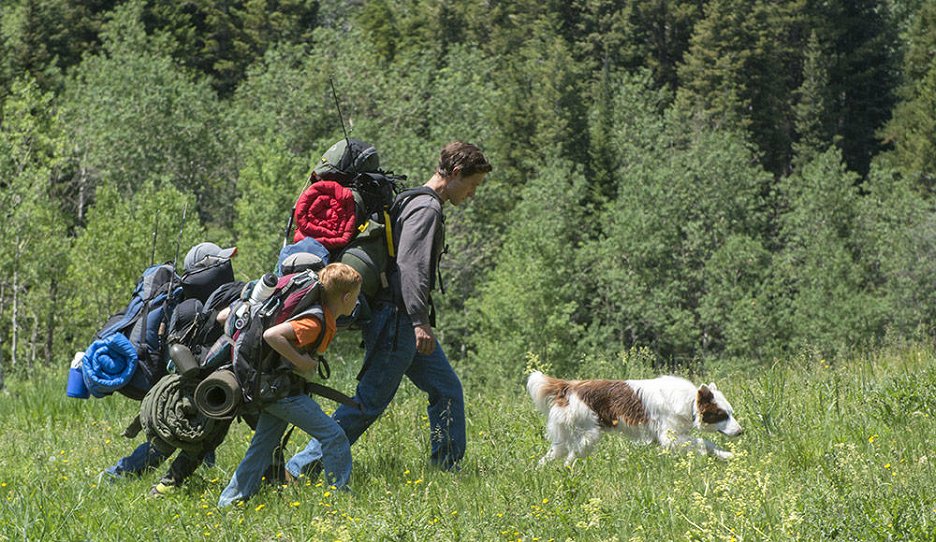 The Stray (2017) | ČSFD.cz