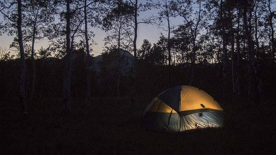 The Stray (2017) | ČSFD.cz