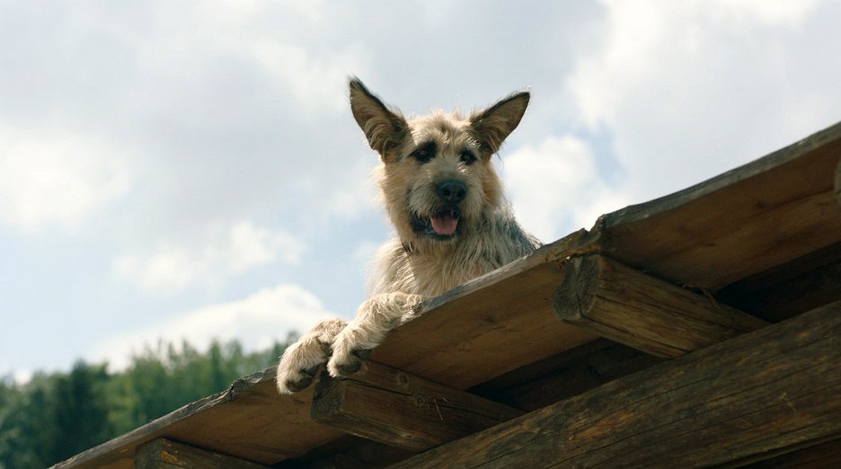 Racko - Ein Hund für alle Fälle - Unerwarteter Besuch (S01E01) (2019 ...
