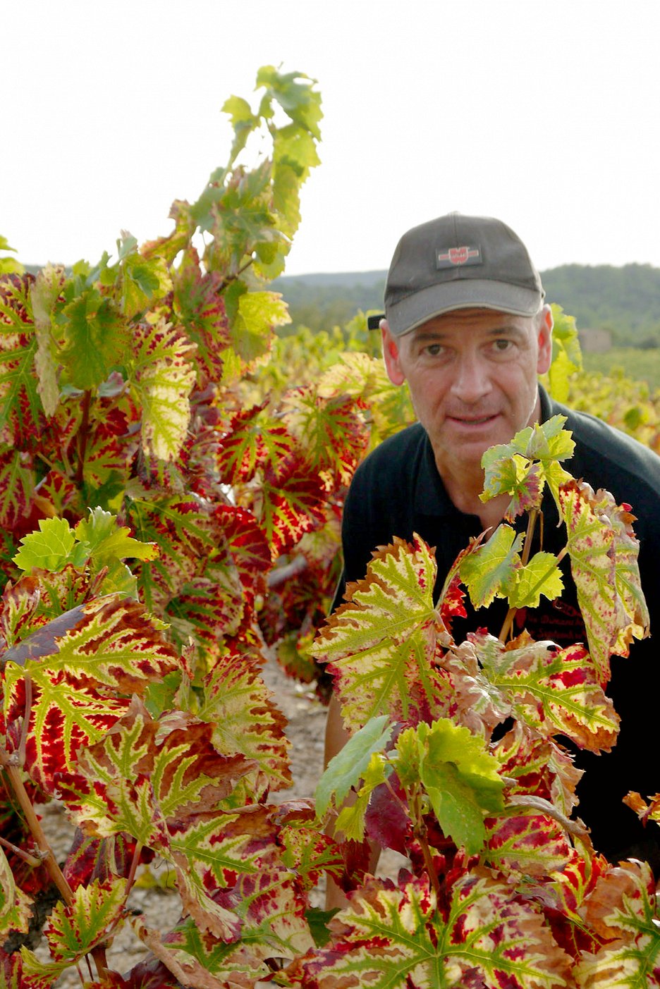 10 Winzer, Joachim Król und der Moissonnier - Vom Languedoc ins ...