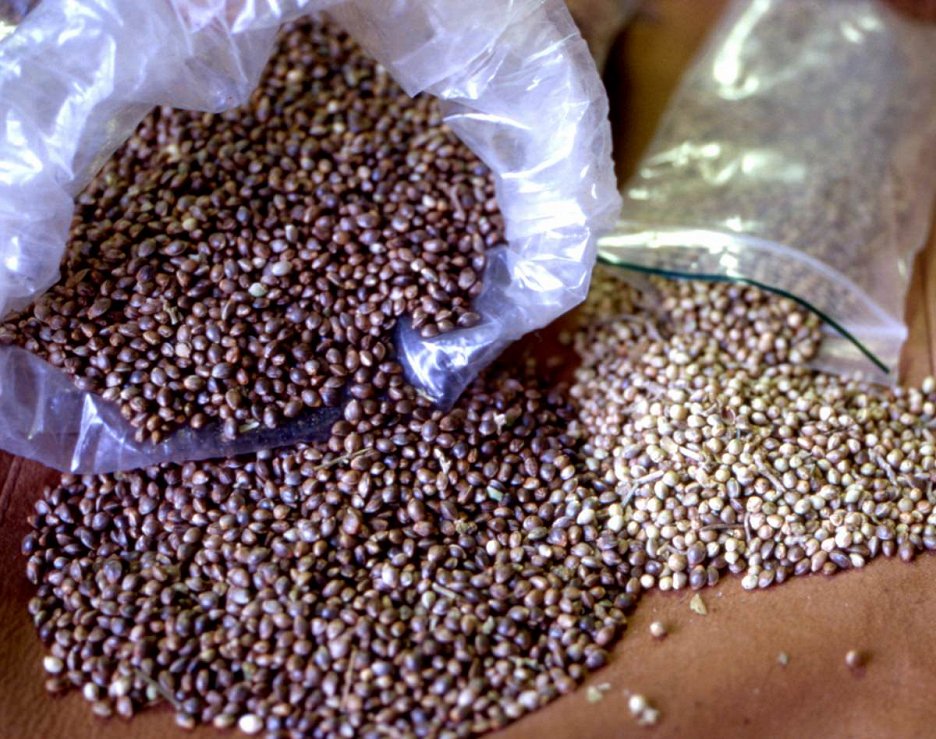 L'erba proibita (2002) | ČSFD.cz