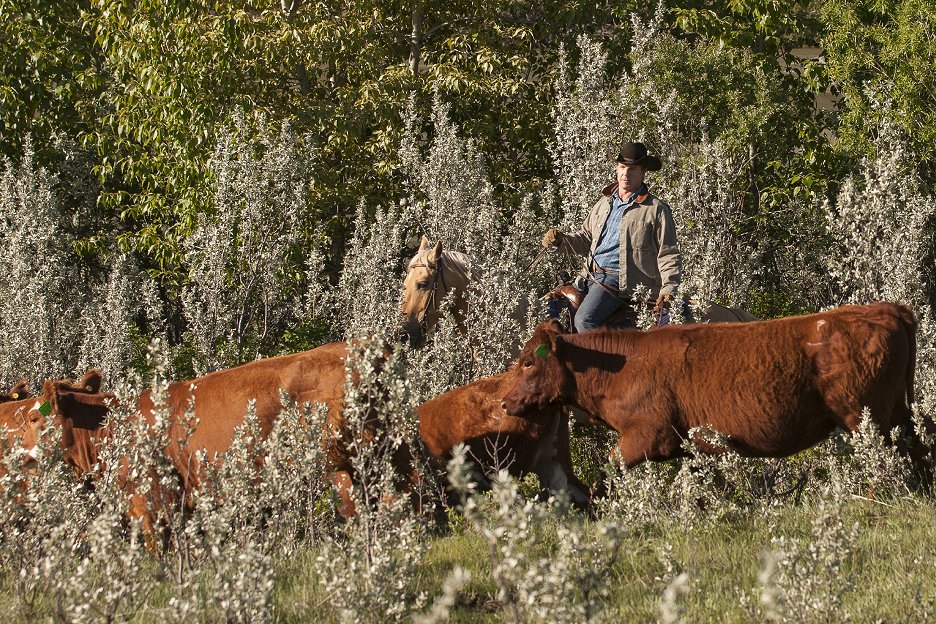 Ranč Heartland - Udělat dojem (S06E03) (2012) | ČSFD.cz
