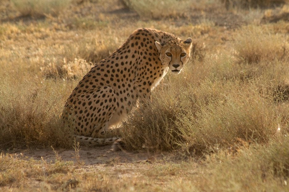 Wilder Iran (2011) | ČSFD.cz